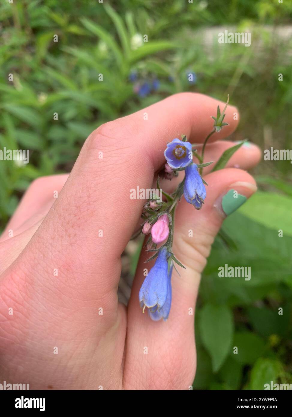 Tall Bluebell (Mertensia paniculata Stock Photo - Alamy