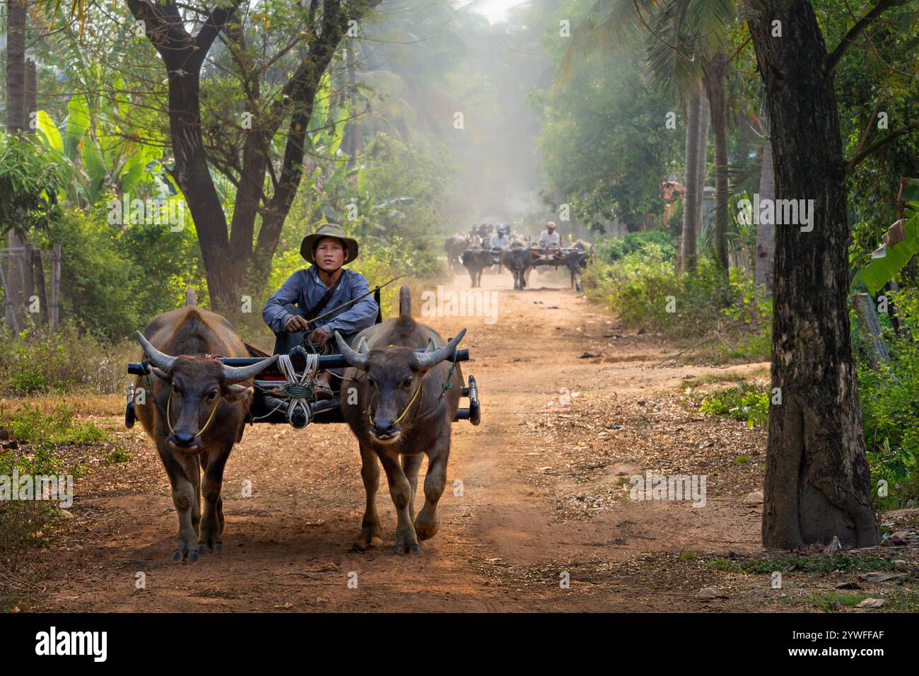 Ox carts on the road with trees in the countryside of Siem Reap ...