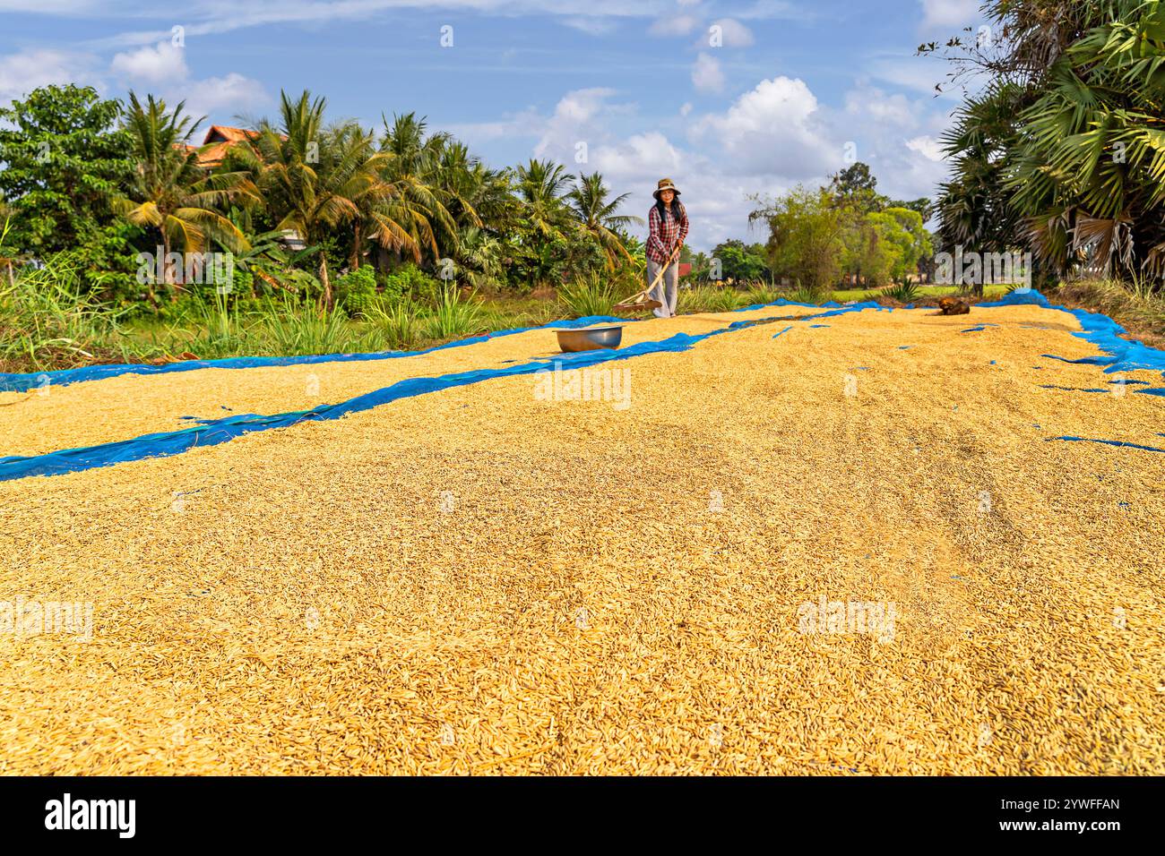 Cambodian woman laying and spreading rice to dry in Siem Reap, Cambodia ...