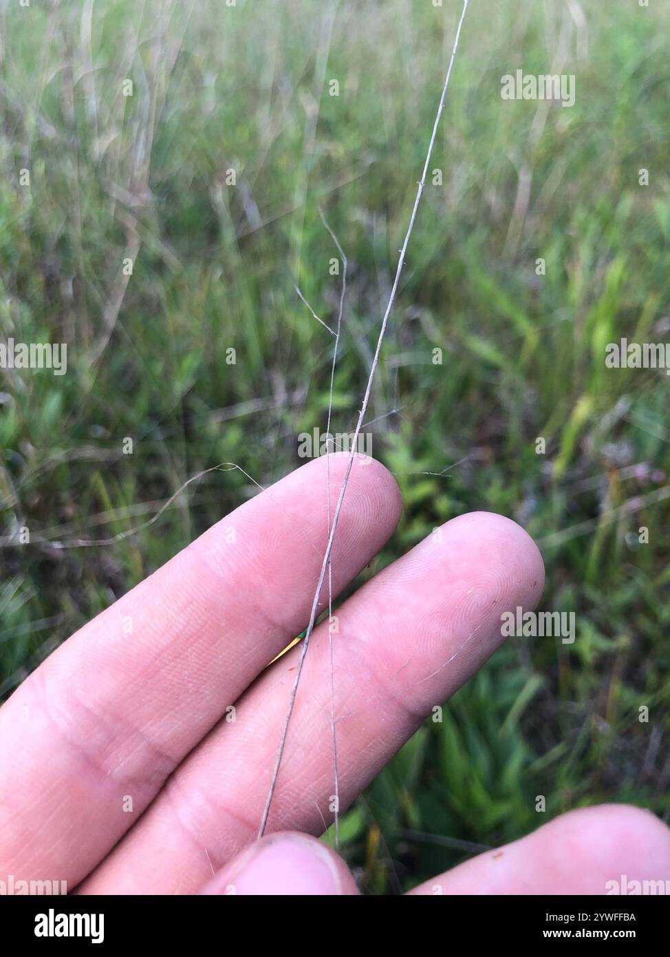 purpletop tridens (Tridens flavus Stock Photo - Alamy