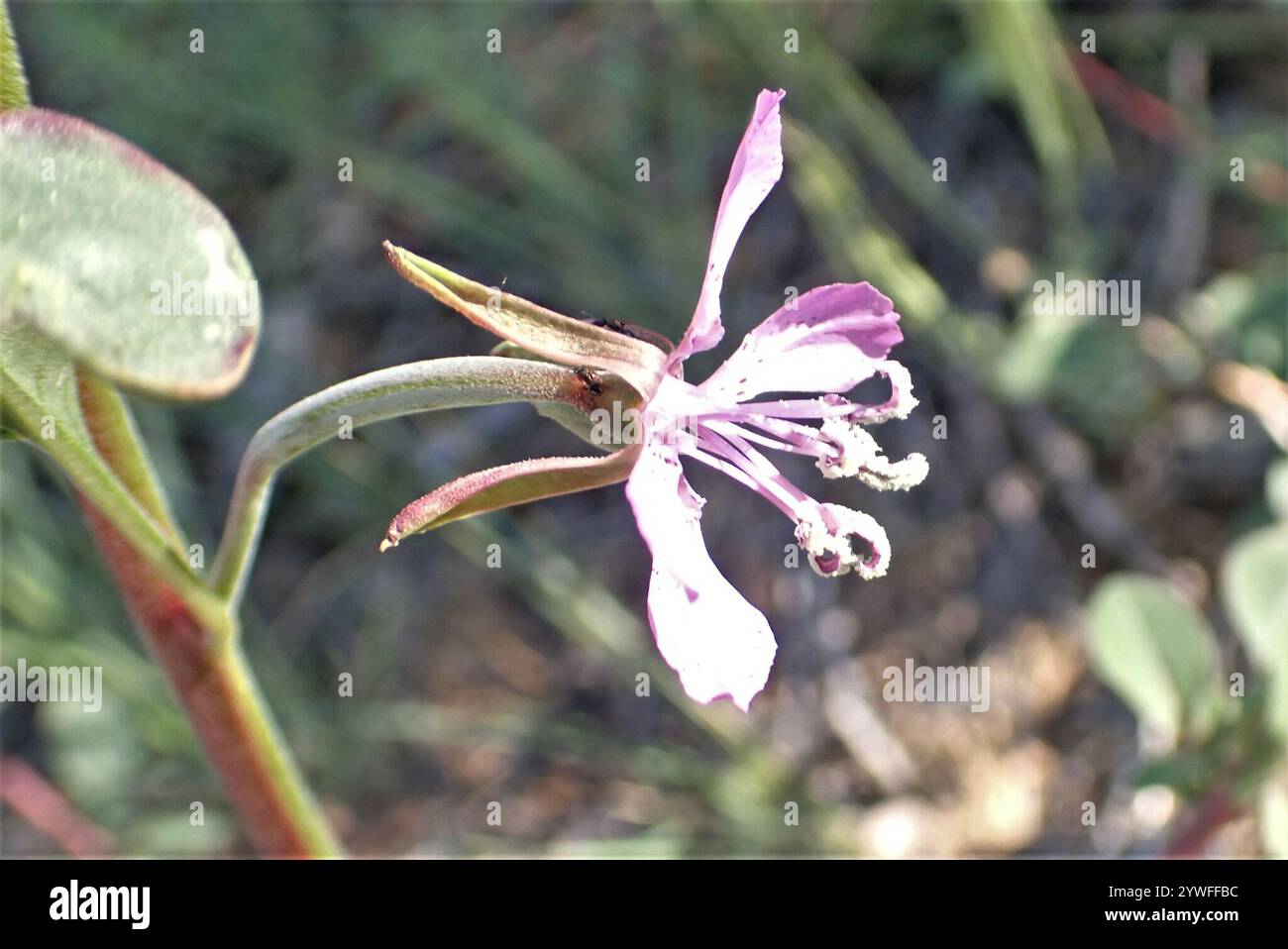 diamond clarkia (Clarkia rhomboidea Stock Photo - Alamy