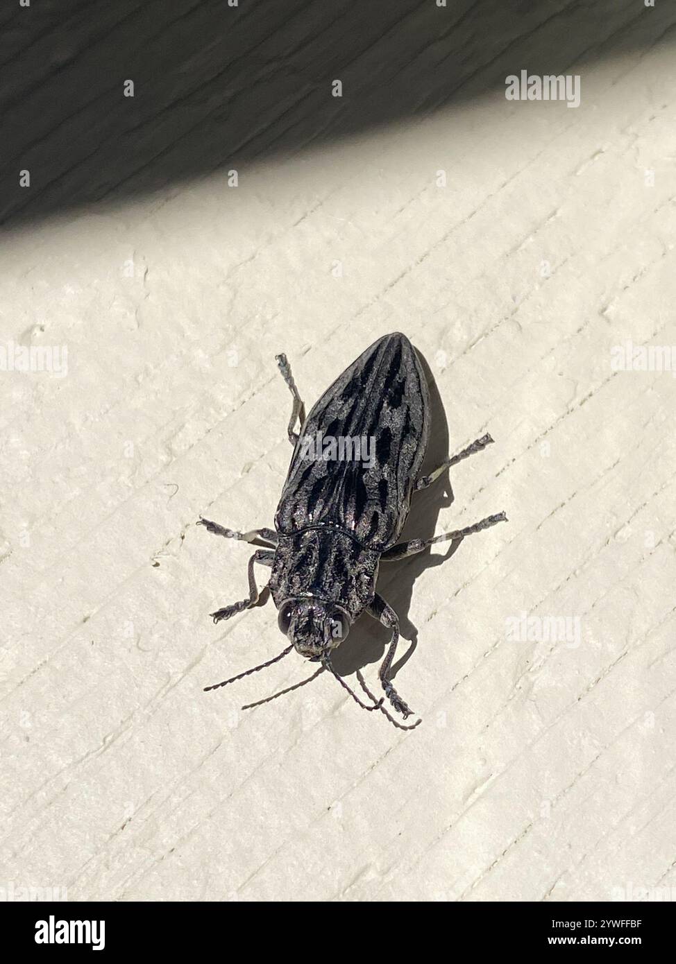 Western Sculptured Pine Borer (Chalcophora angulicollis Stock Photo - Alamy