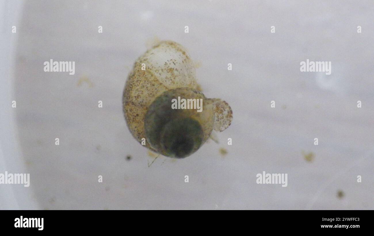 Hydrobiid Mud Snails (Hydrobiidae Stock Photo - Alamy