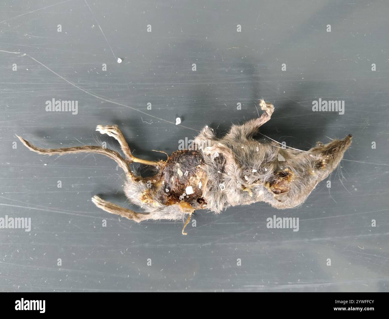 White toothed pygmy shrew suncus etruscus hi-res stock photography and ...
