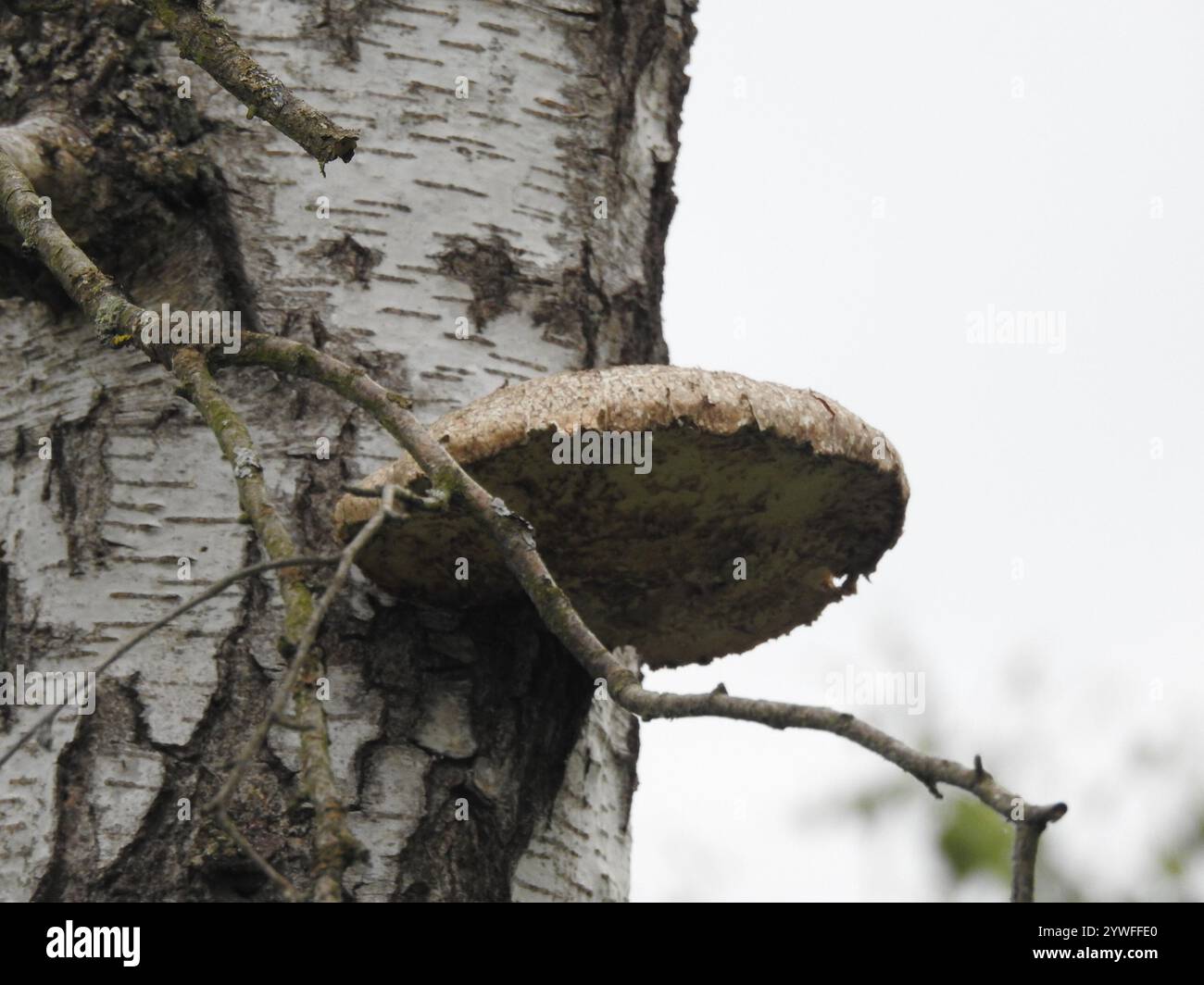 birch polypore (Fomitopsis betulina Stock Photo - Alamy