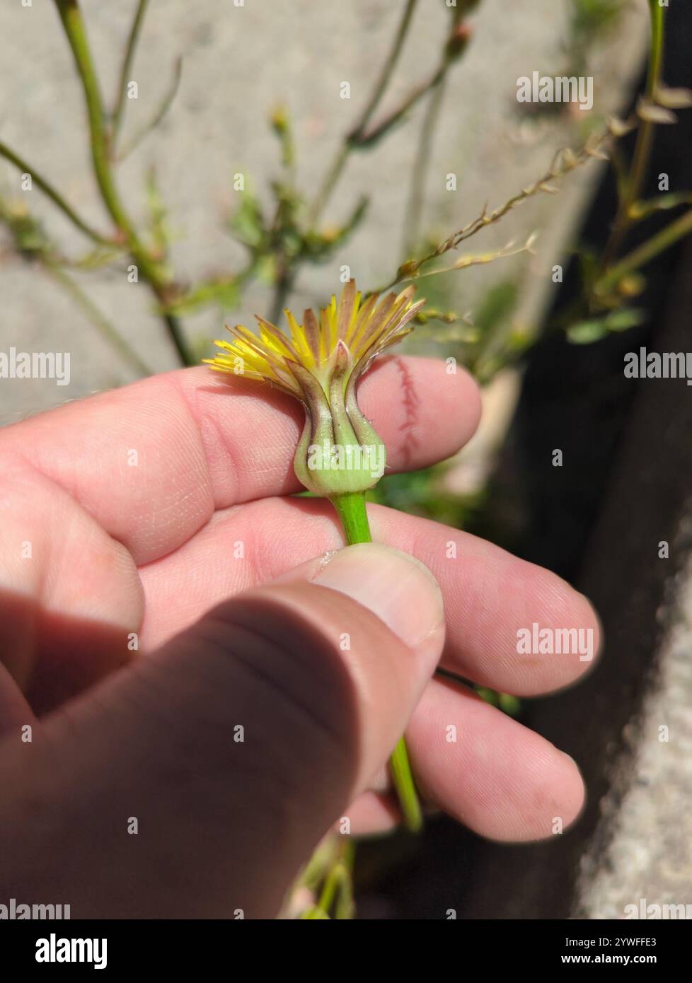 Urospermum picroides hi-res stock photography and images - Alamy