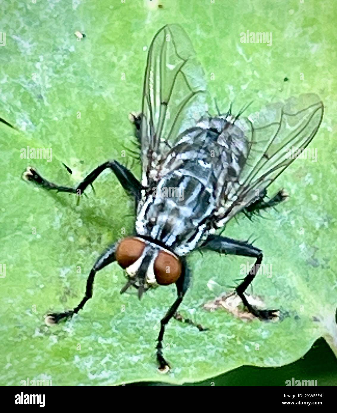 Common Flesh Flies (Sarcophaga Stock Photo - Alamy