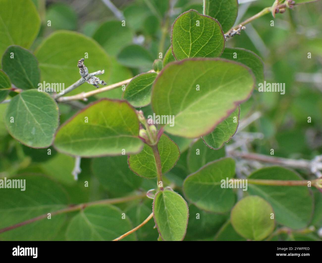 Common Snowberry (Symphoricarpos albus Stock Photo - Alamy