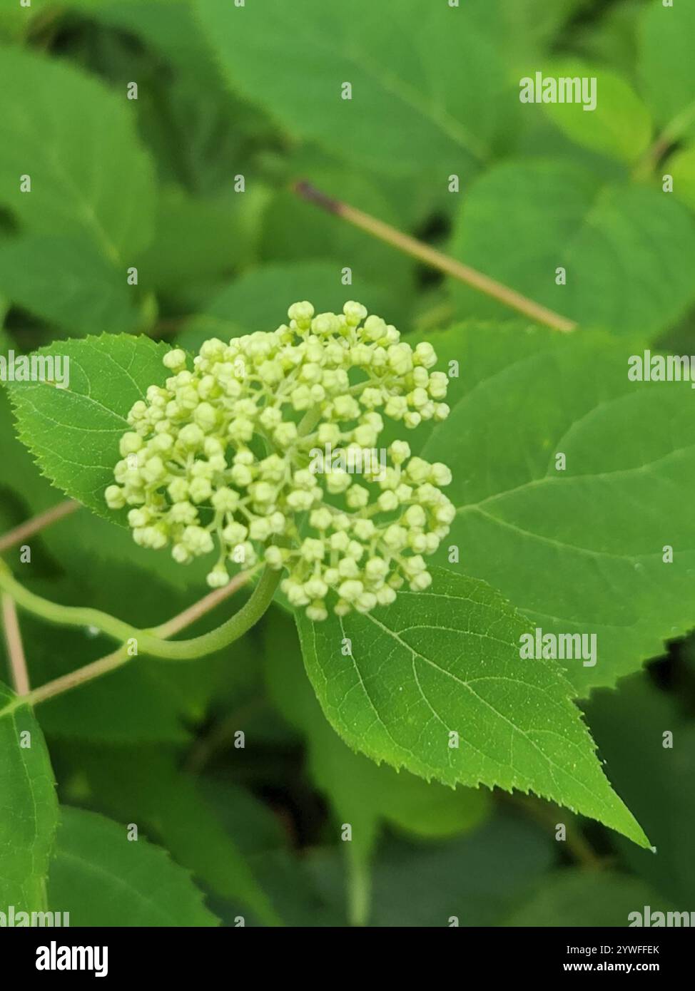 wild hydrangea (Hydrangea arborescens Stock Photo - Alamy