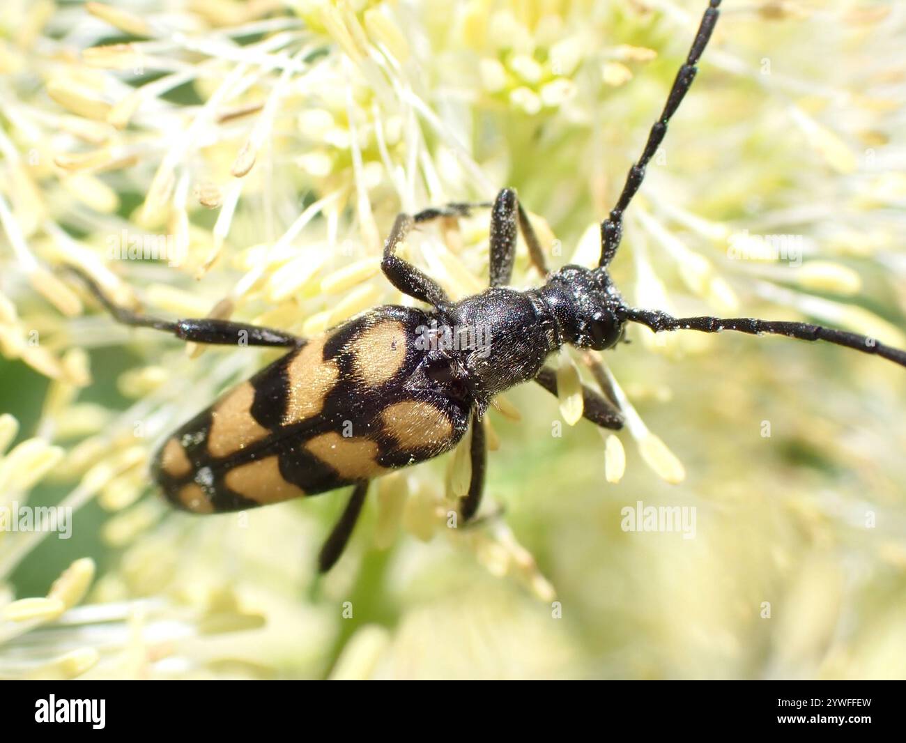 four-banded longhorn beetle (Leptura quadrifasciata Stock Photo - Alamy