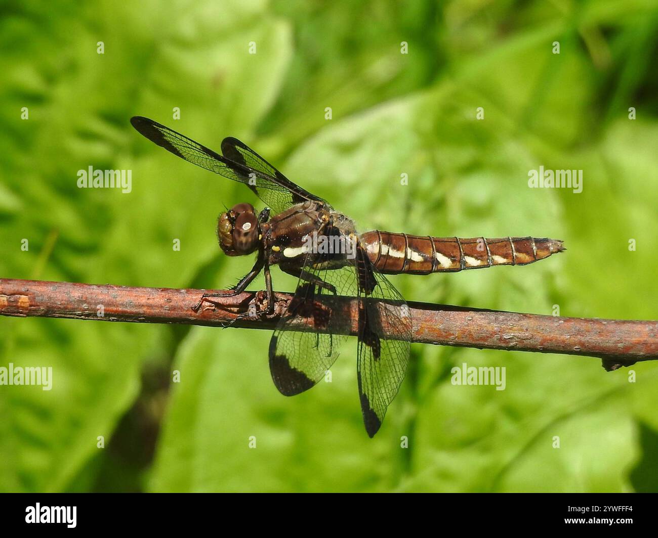 Common Whitetail (Plathemis lydia Stock Photo - Alamy