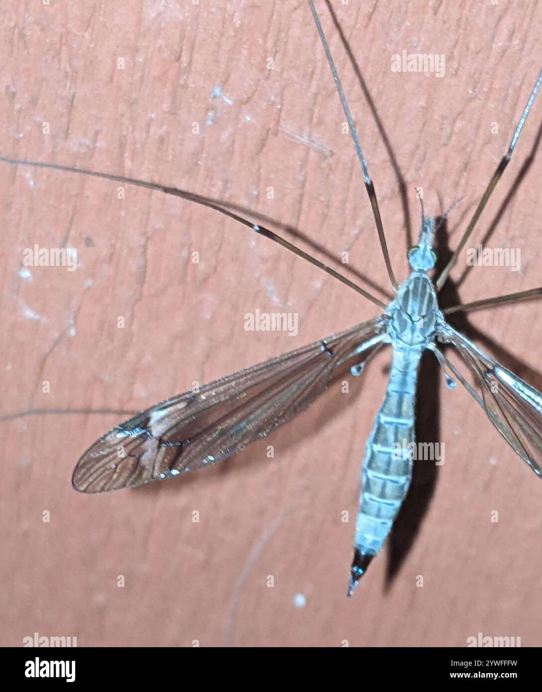 Typical Crane Flies (Tipuloidea Stock Photo - Alamy