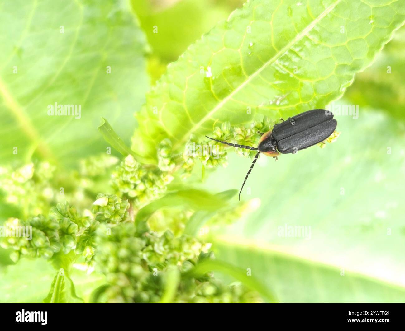 Black Firefly (Lucidota atra Stock Photo - Alamy