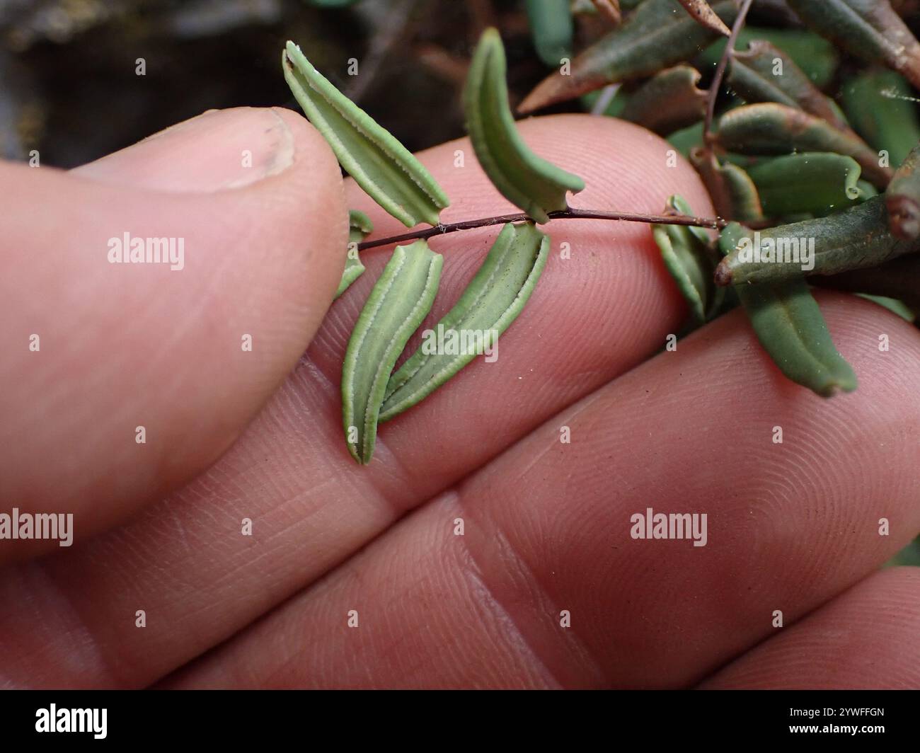 smooth cliffbrake (Pellaea glabella Stock Photo - Alamy