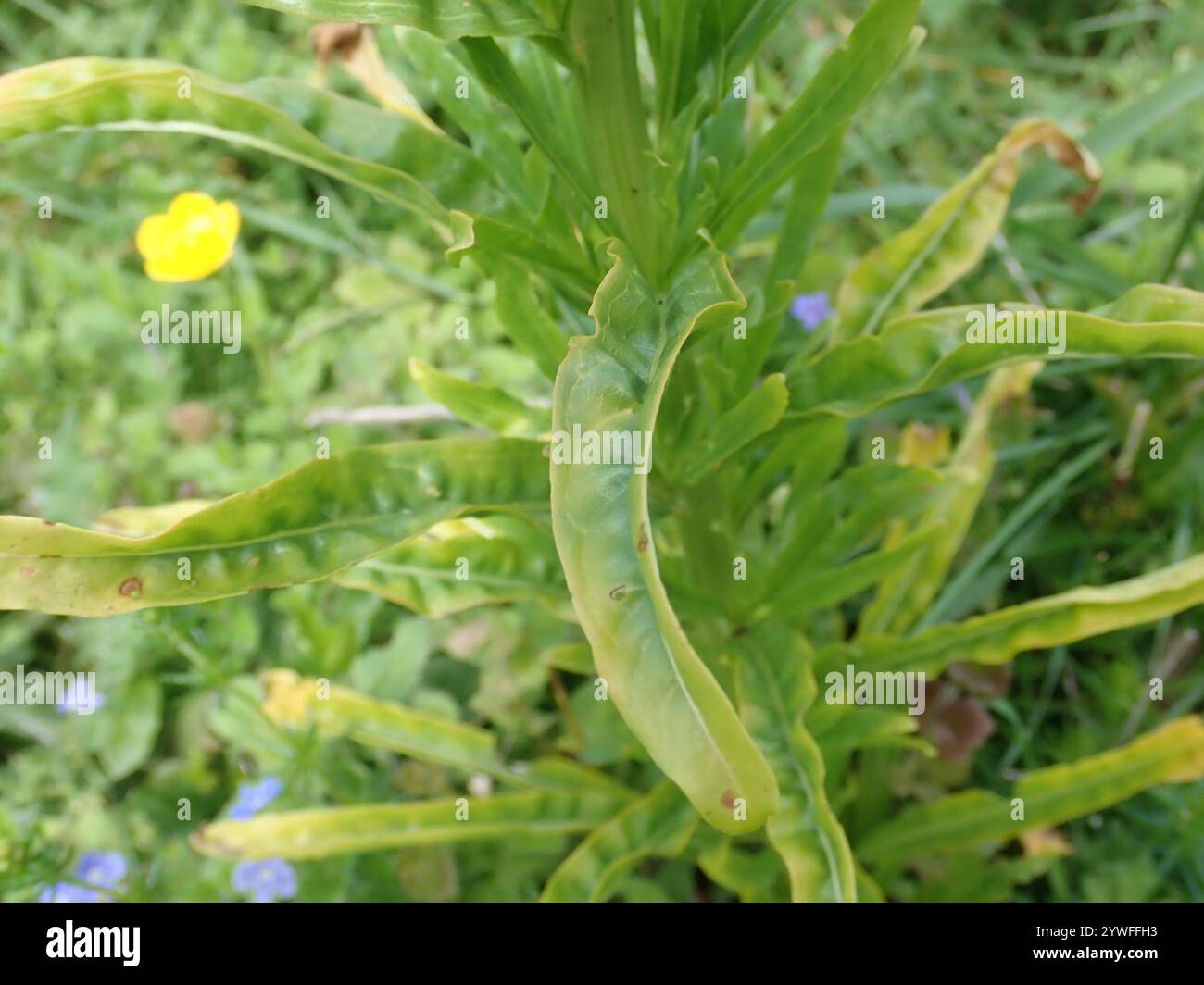 Weld (Reseda luteola Stock Photo - Alamy