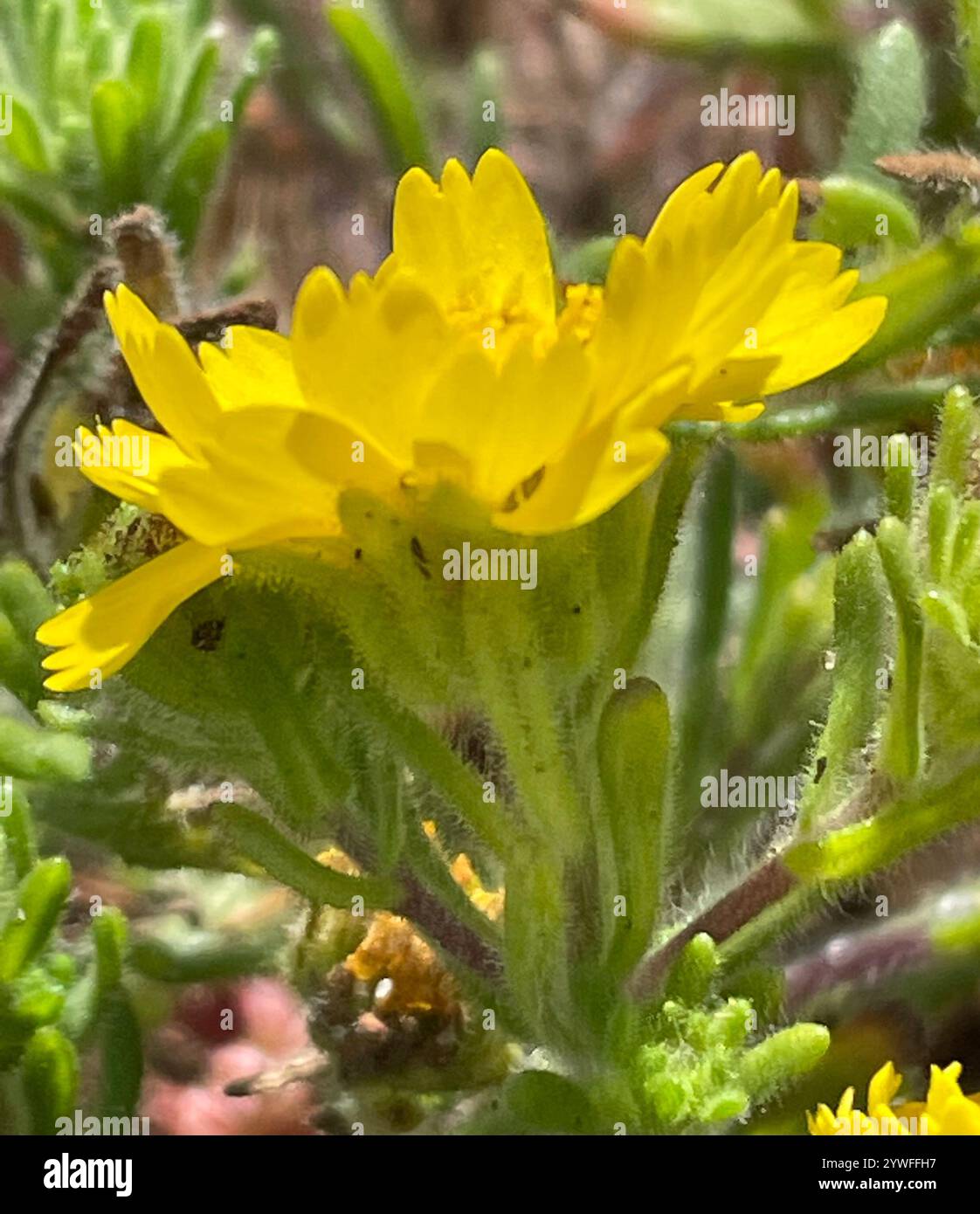 Coastal Tarweed (Deinandra corymbosa Stock Photo - Alamy