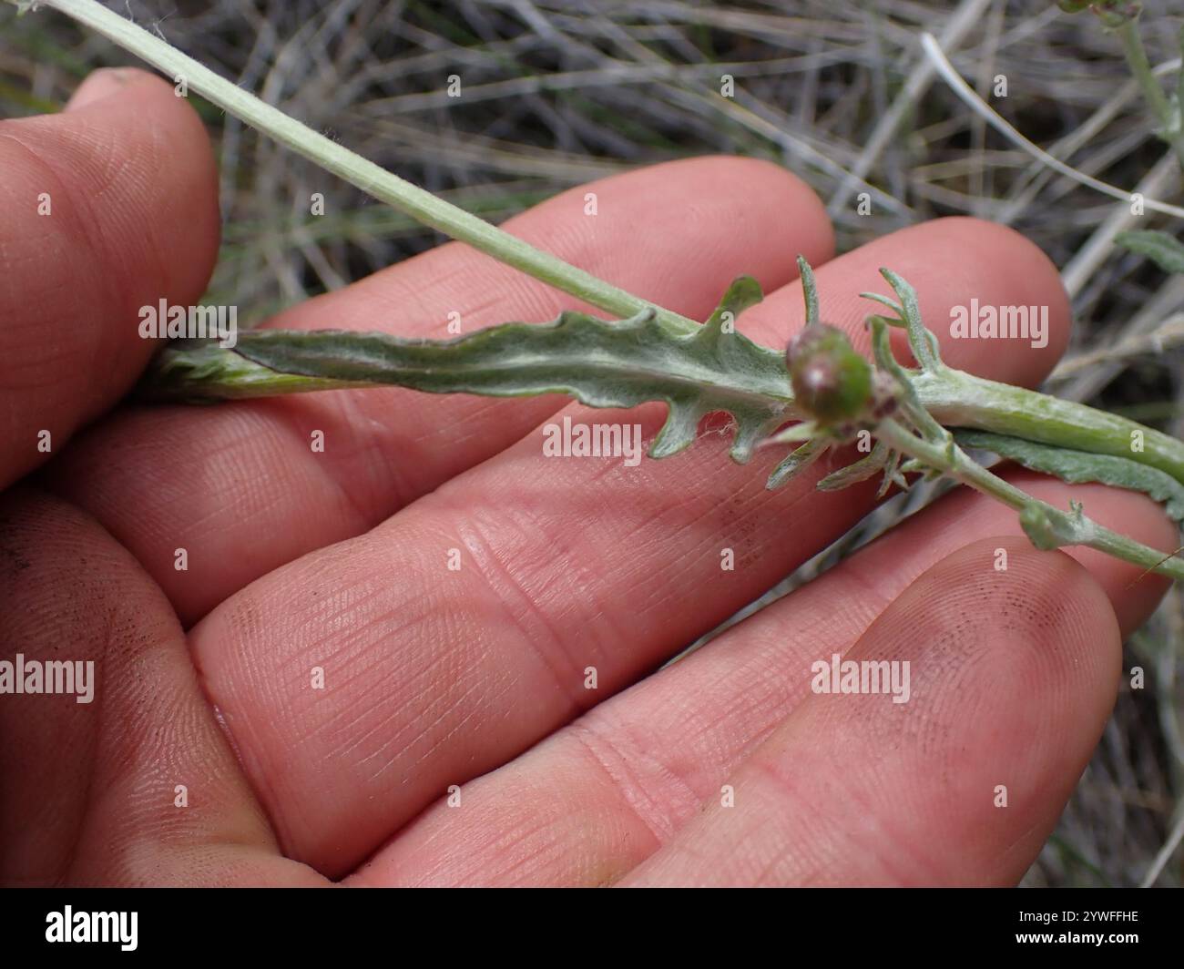 woolly groundsel (Packera cana Stock Photo - Alamy