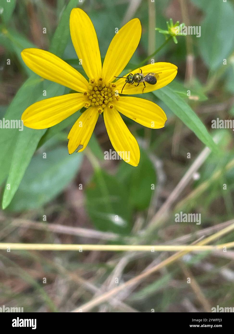 Greater Tickseed (Coreopsis major Stock Photo - Alamy
