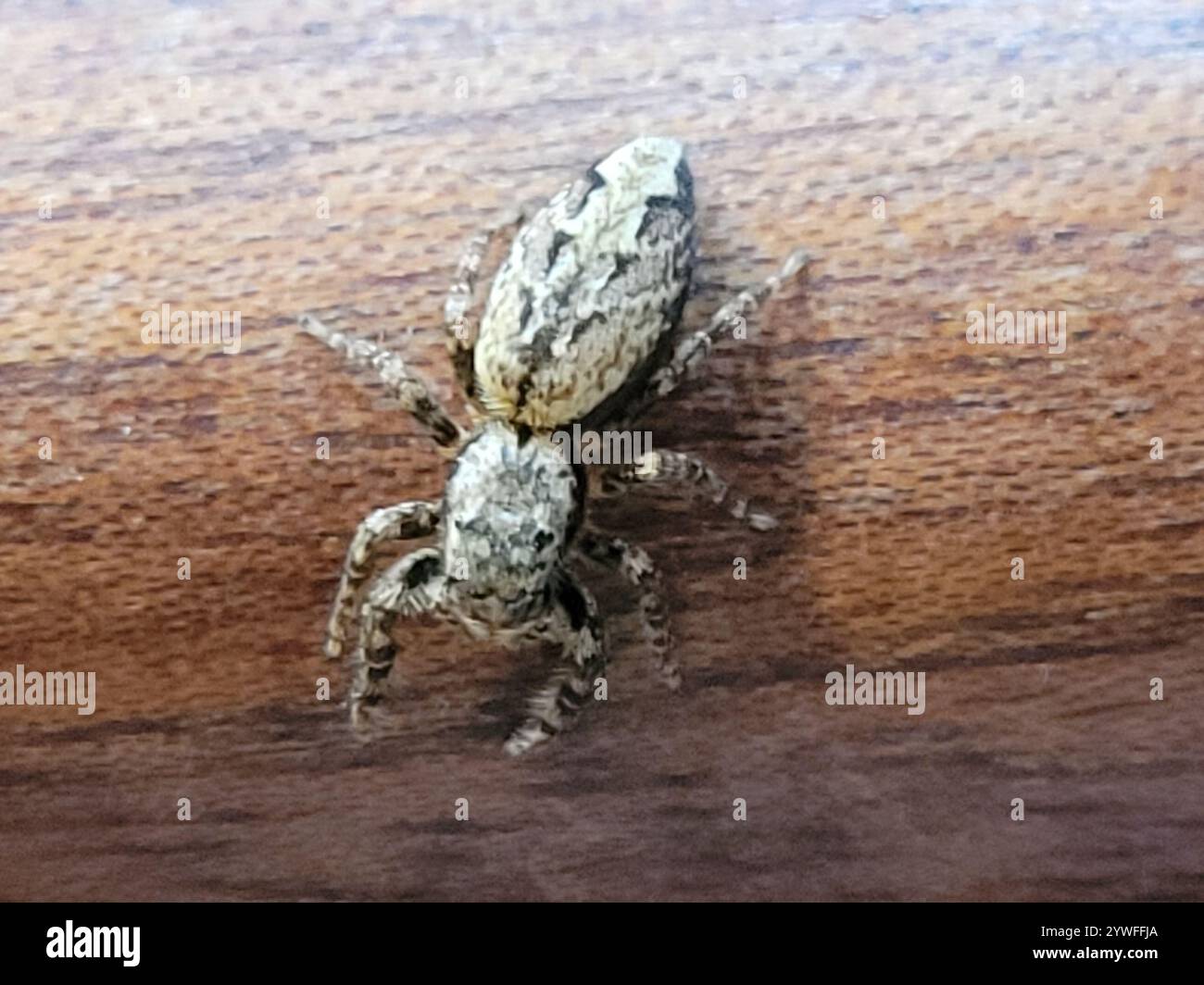 Fencepost jumping spider (Marpissa muscosa Stock Photo - Alamy