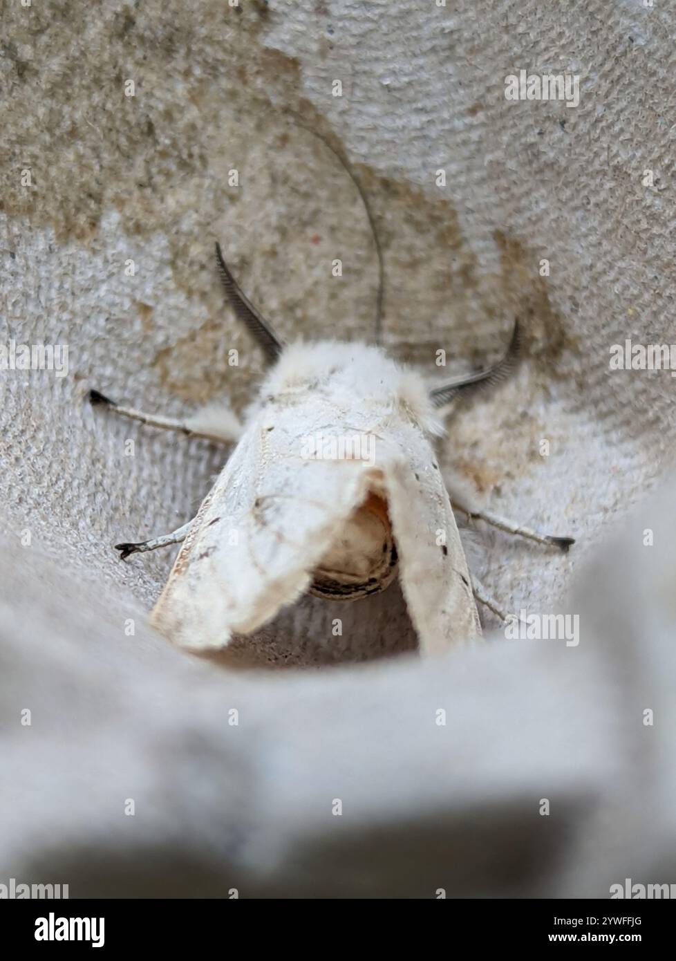 Water Ermine (Spilosoma urticae Stock Photo - Alamy