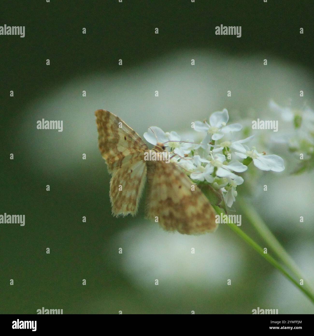 Hydrelia hi-res stock photography and images - Alamy