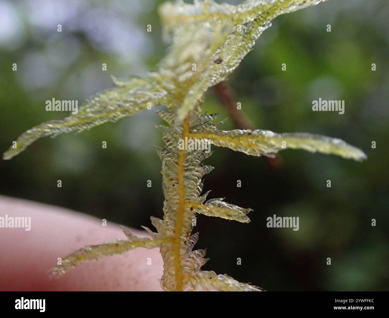 Douglas' Neckera Moss (Neckera douglasii Stock Photo - Alamy