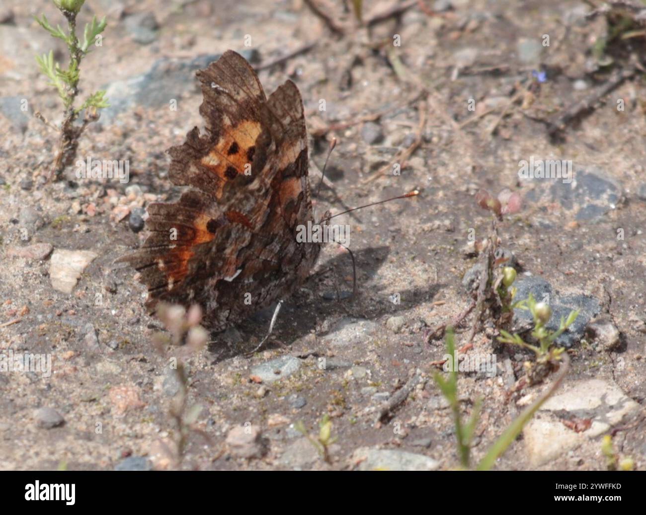 Green Comma (Polygonia faunus Stock Photo - Alamy