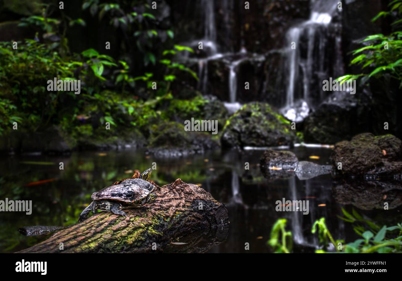 Turtle resting on log by a serene waterfall in a lush forest ...