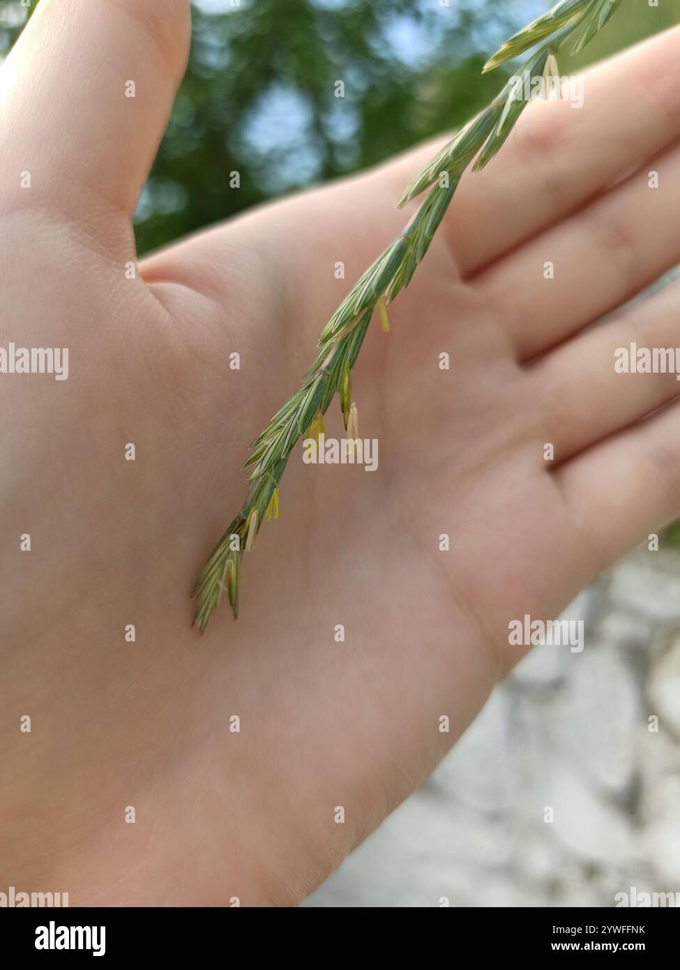 Intermediate Wheatgrass (Thinopyrum intermedium Stock Photo - Alamy