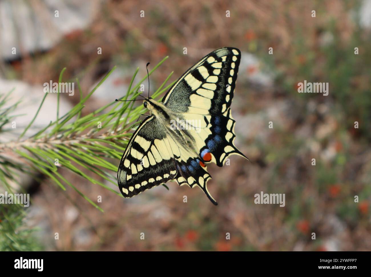 Old World Swallowtail (Papilio machaon Stock Photo - Alamy