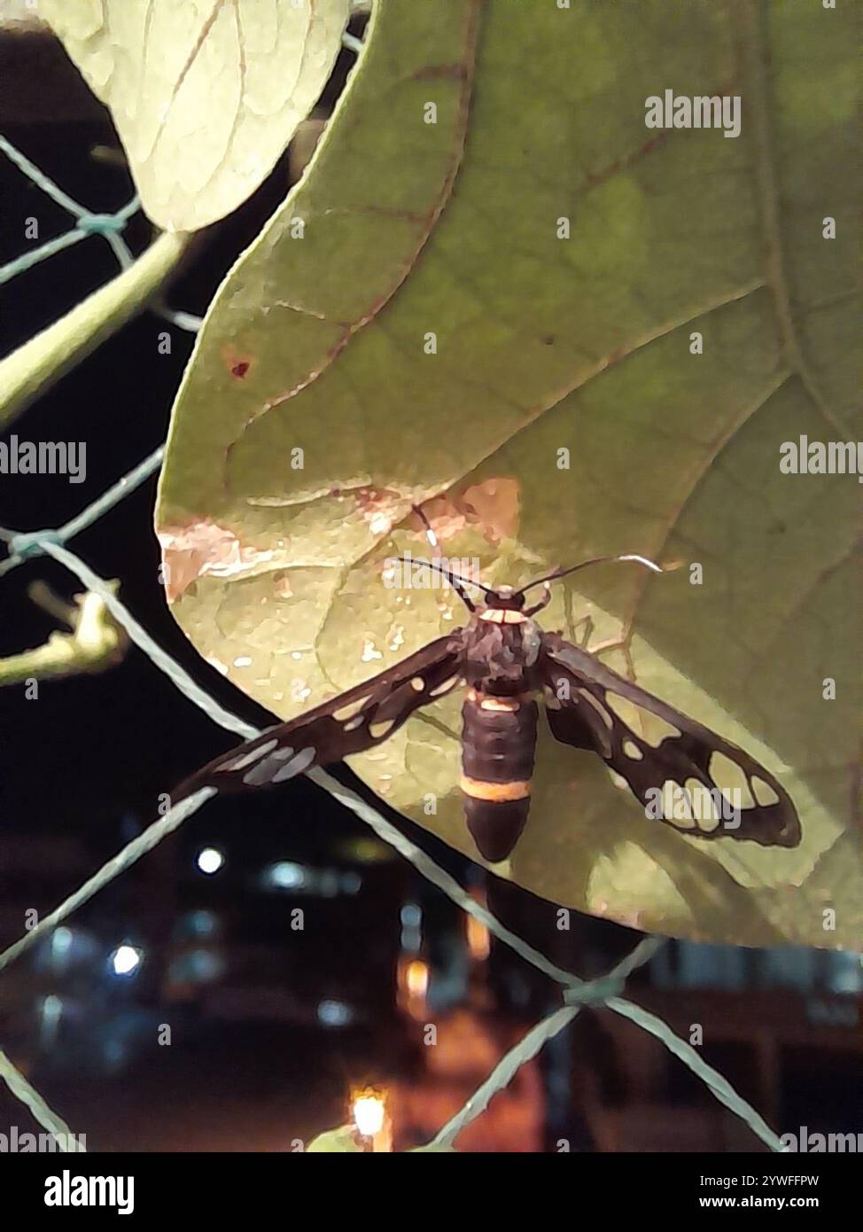 Imaon handmaiden moth hi-res stock photography and images - Alamy