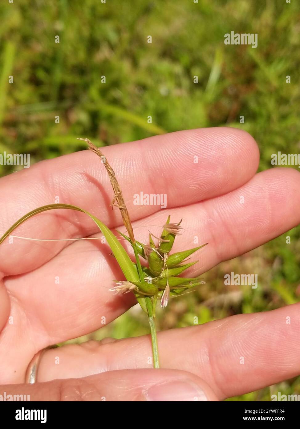 northern long sedge (Carex folliculata Stock Photo - Alamy