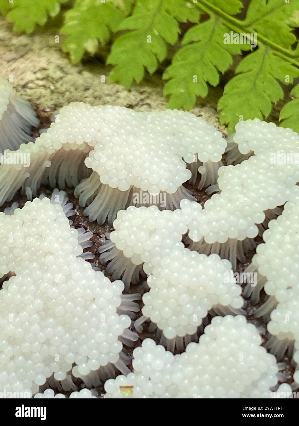 slime molds (Mycetozoa Stock Photo - Alamy