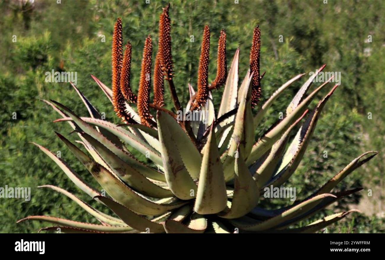 Cape Aloe (Aloe ferox Stock Photo - Alamy