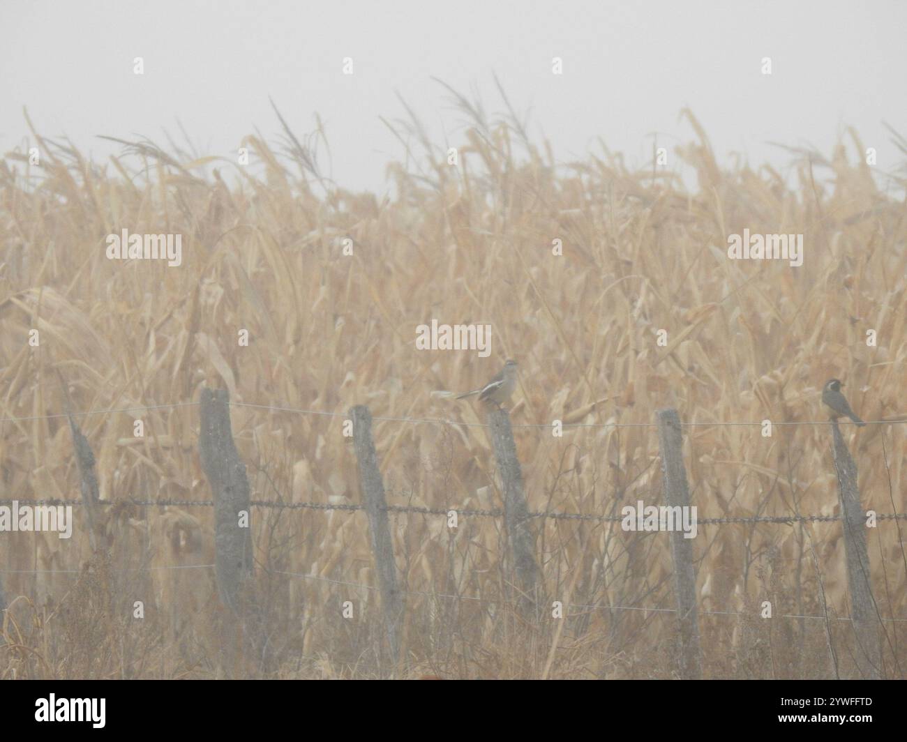 White-banded Mockingbird (Mimus triurus Stock Photo - Alamy