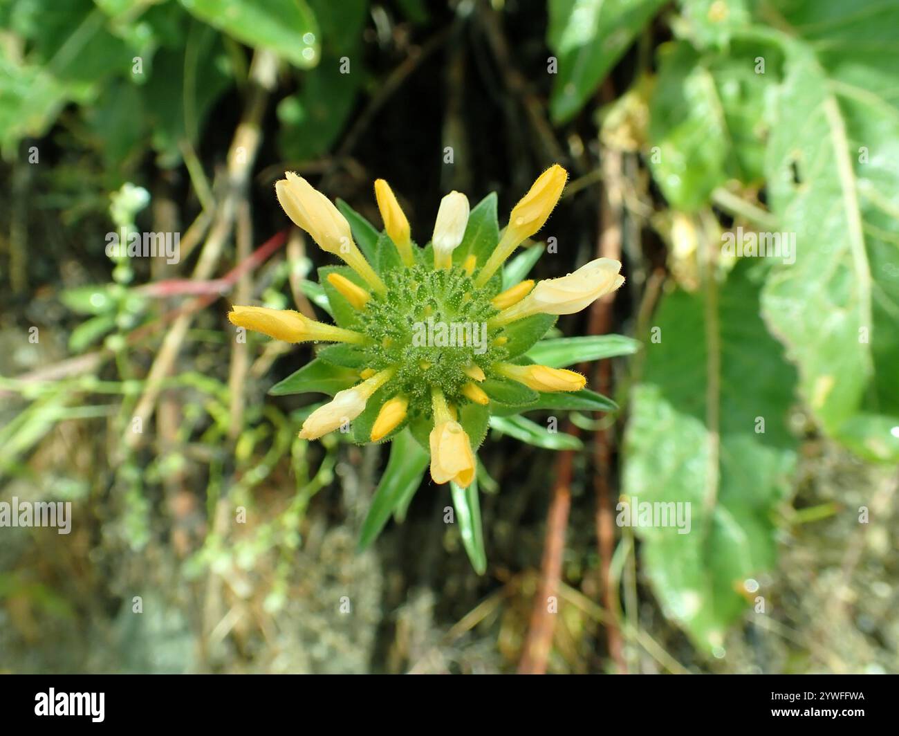 grand collomia (Collomia grandiflora Stock Photo - Alamy