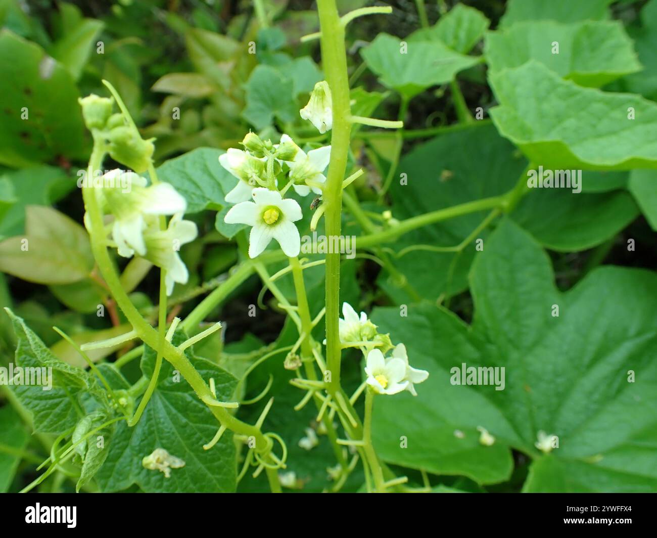 coastal manroot (Marah oregana Stock Photo - Alamy