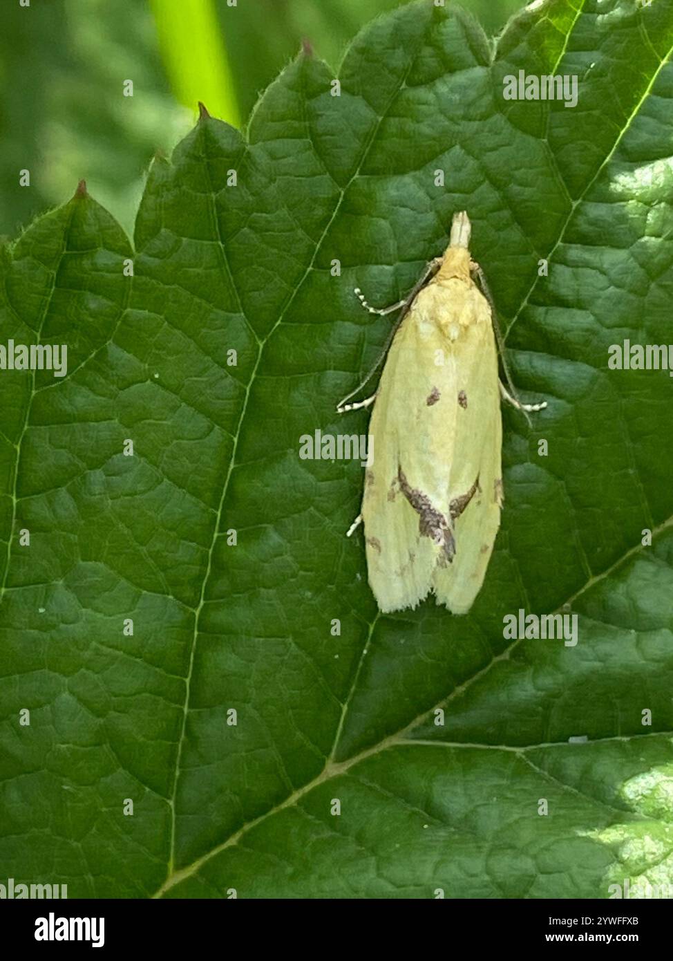 Common yellow conch hi-res stock photography and images - Alamy