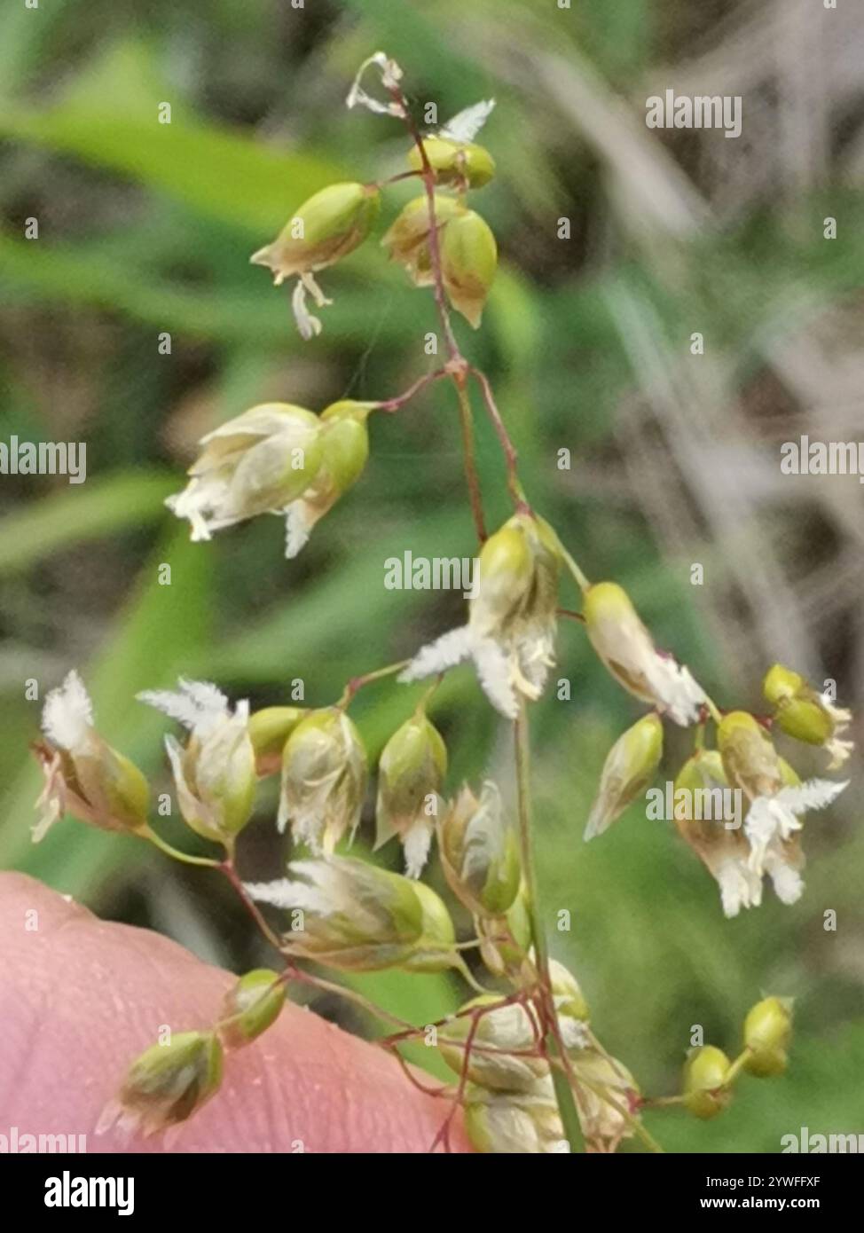 northern sweetgrass (Anthoxanthum hirtum Stock Photo - Alamy