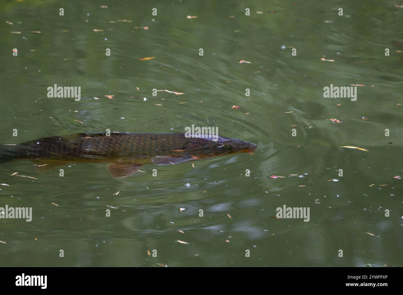 European Carp (Cyprinus carpio Stock Photo - Alamy