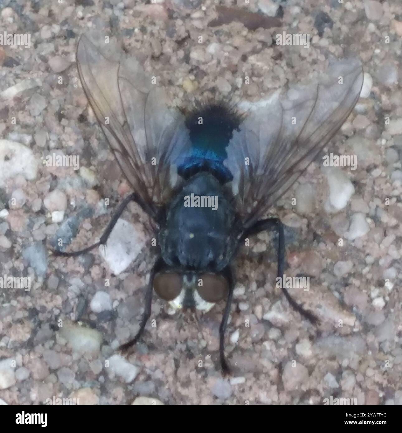 Shiny Blue Bottle Fly (Cynomya cadaverina Stock Photo - Alamy