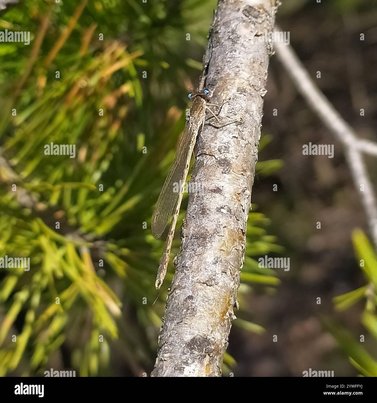 Siberian Winter Damsel (Sympecma paedisca Stock Photo - Alamy