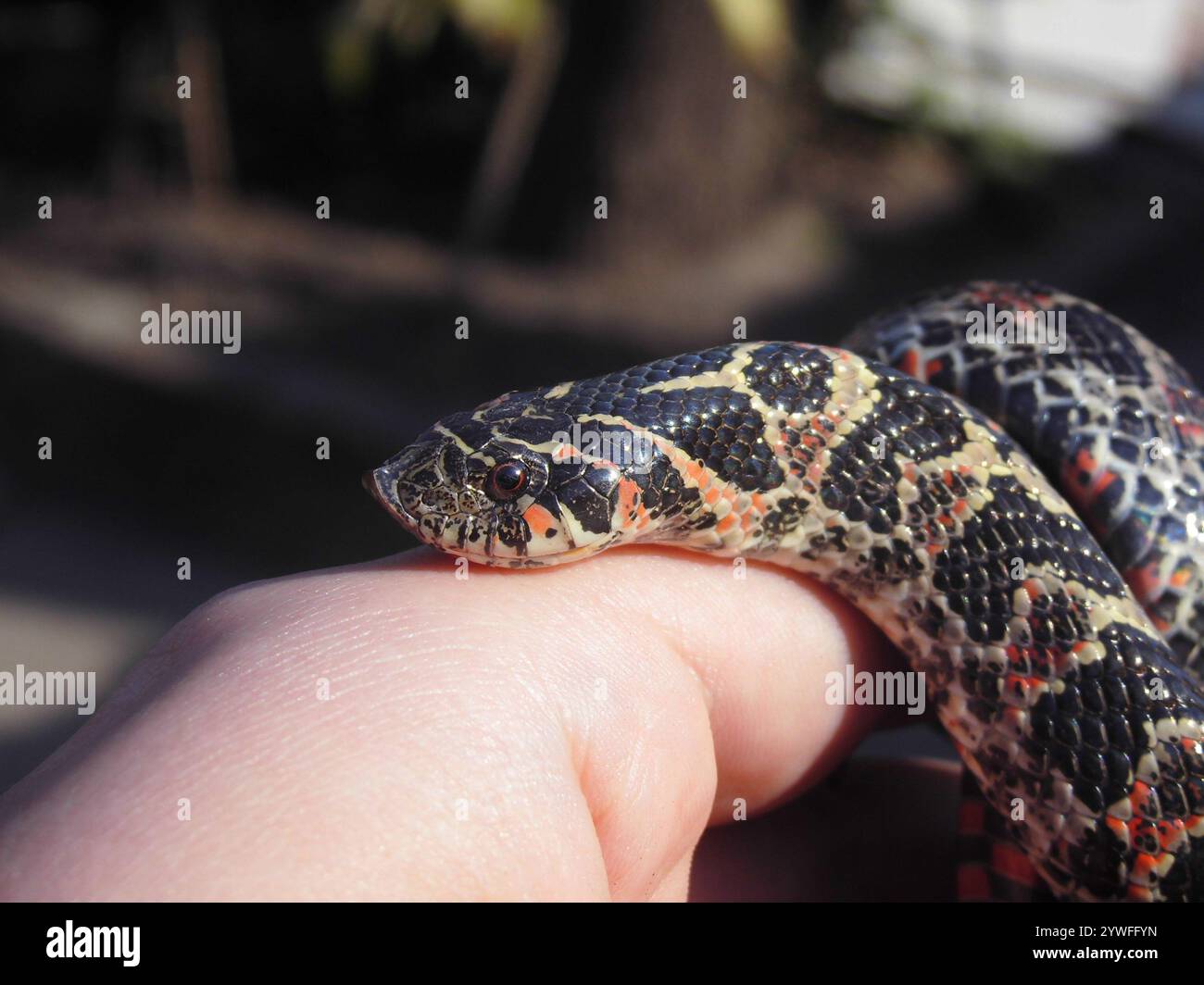 Xenodon hi-res stock photography and images - Alamy