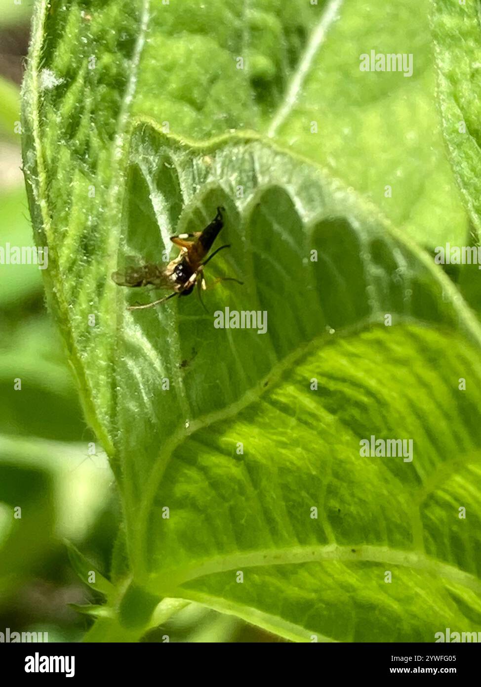 Diplazon laetatorius hi-res stock photography and images - Alamy