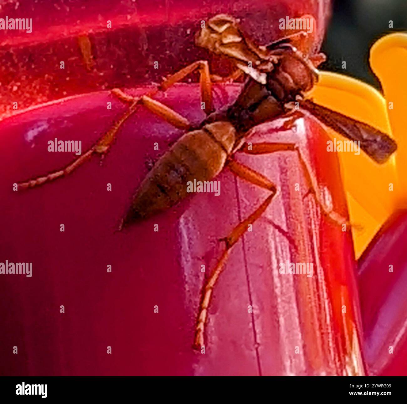 Neotropical Red Paper Wasp (Polistes canadensis Stock Photo - Alamy
