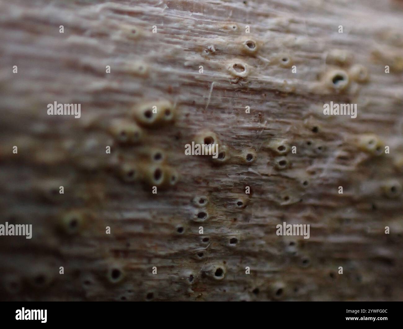 Bark Barnacles (Thelotrema lepadinum Stock Photo - Alamy