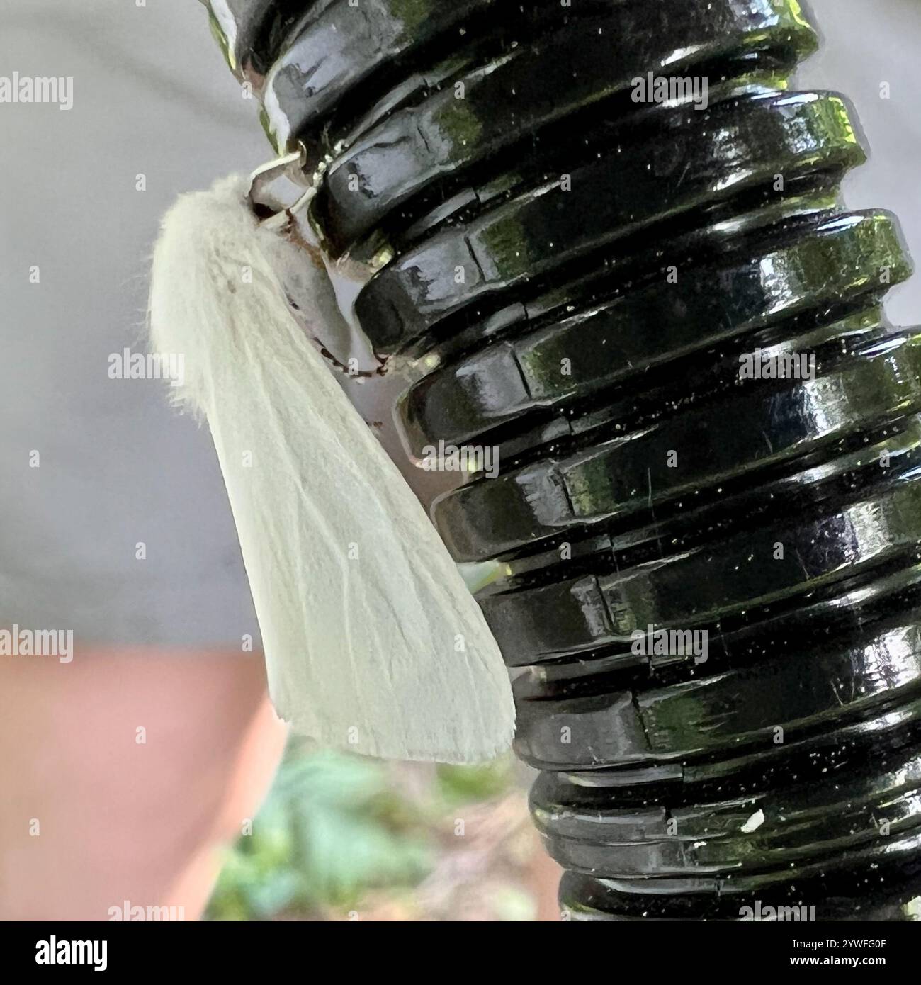 Fall Webworm Moth (Hyphantria cunea Stock Photo - Alamy