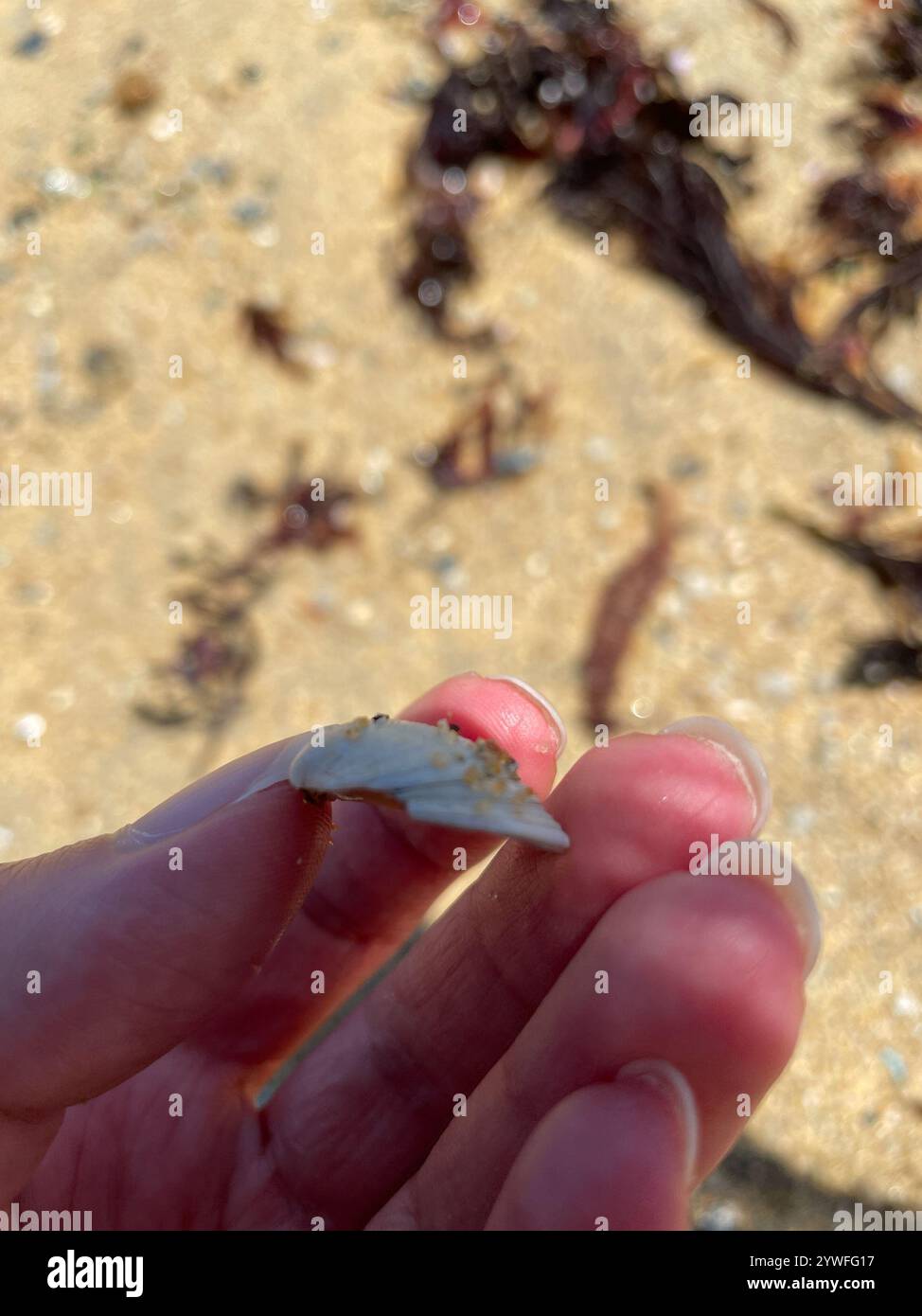 Pacific Littleneck Clam (Leukoma staminea Stock Photo - Alamy