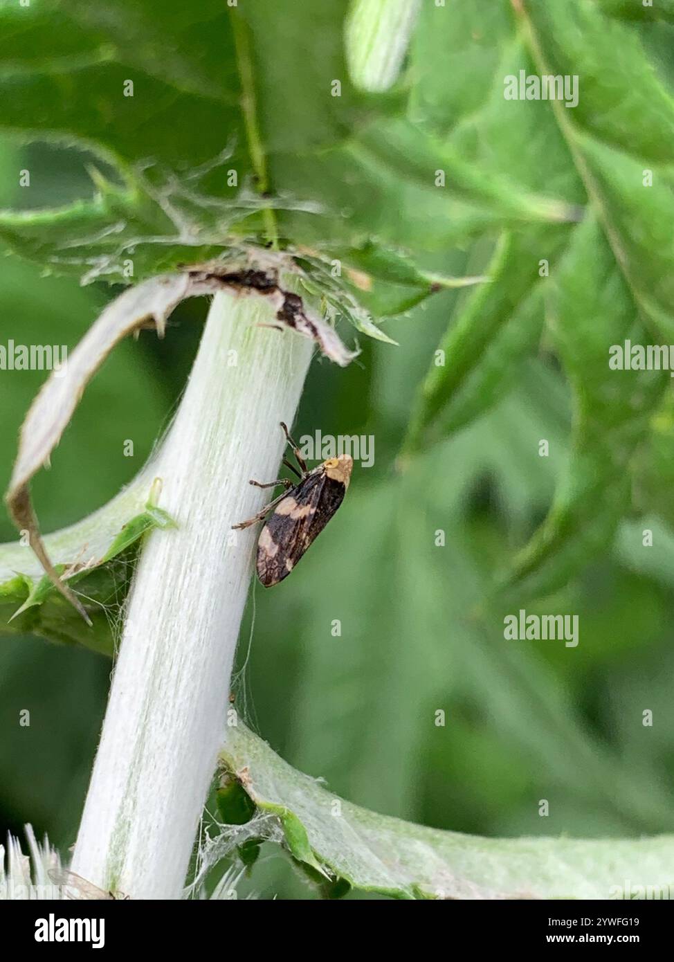 Meadow Spittlebug (Philaenus spumarius Stock Photo - Alamy