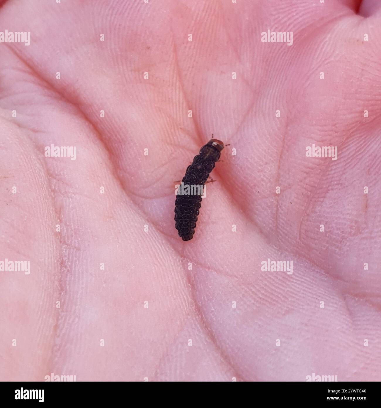 Soldier Beetles (Cantharidae Stock Photo - Alamy